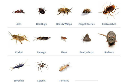 Ecola Termite & Pest Control - Oxnard, CA | SantaBarbaraYP